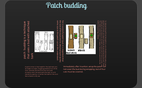 patch budding by mark grant on Prezi
