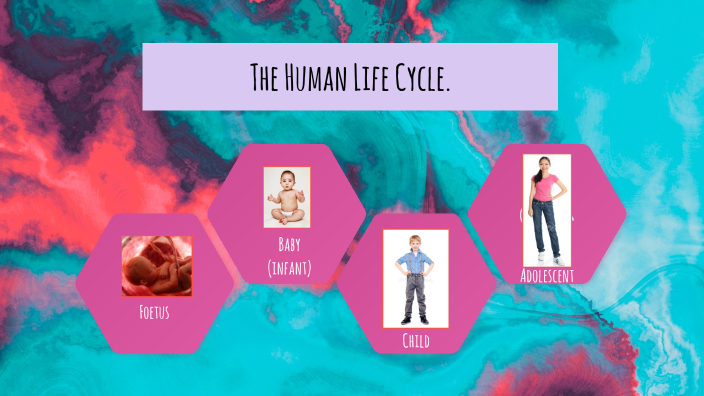 The Human Life Cycle. by Maddison Lewis on Prezi