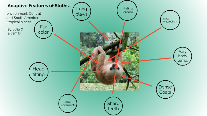 Adaptive Features of Sloths by julia owczarzak on Prezi