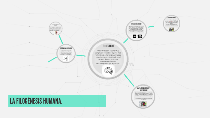 LA FILOGÉNESIS HUMANA by Aitana Plaza Martínez on Prezi