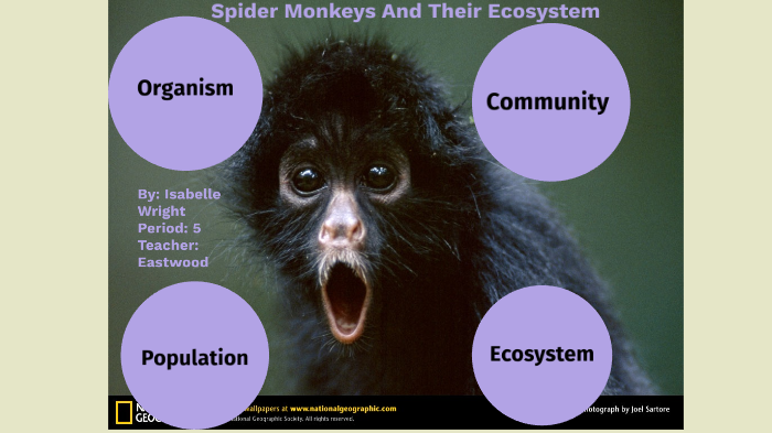 Spider Monkeys and Their Ecosystems by Isabelle Wright on Prezi