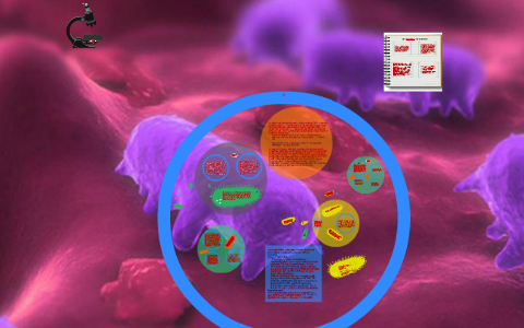 SCM ve DCLS agar karşılaştırılması by Gamze Gül Yiğit on Prezi