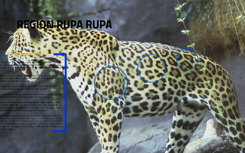 REGION RUPA RUPA by Samir Yarleque Martinez on Prezi