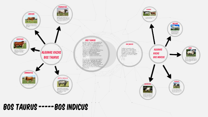 bos taurus -----bos indicus by Andres felipe Alcala gutierrez on Prezi