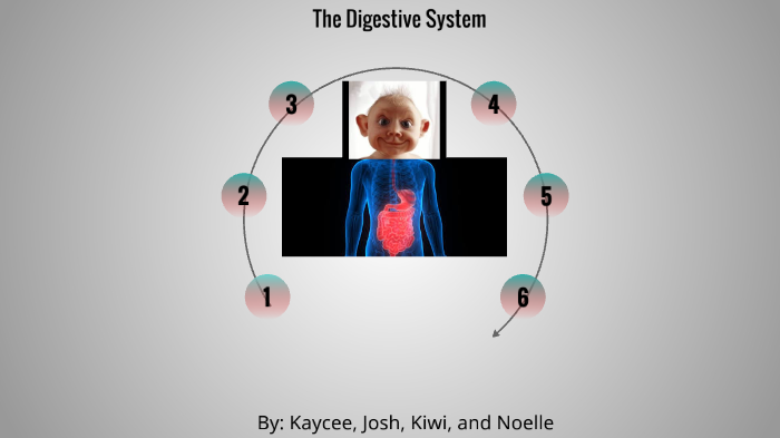 Digestive System by Kaycee Hunter on Prezi