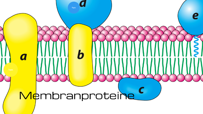 Membranproteine by Jill Aileen on Prezi