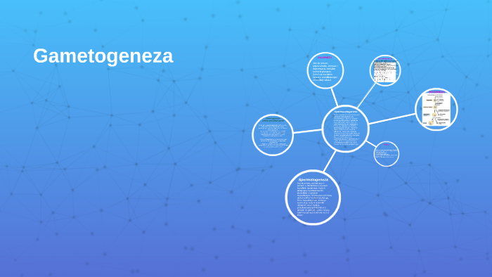 Gametogeneza by Emil B on Prezi