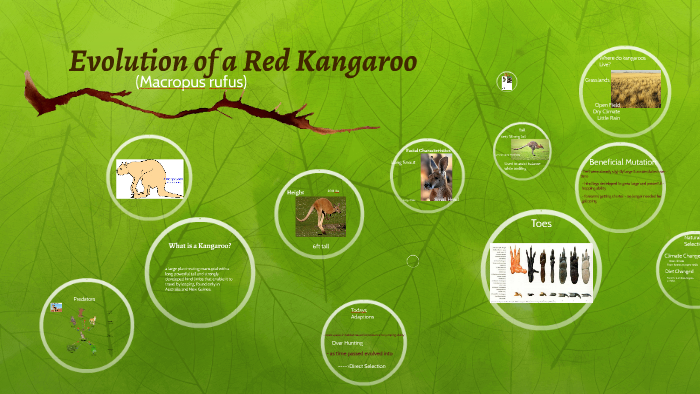 Evolution of a Red Kangaroo by kayla Mahoeny on Prezi