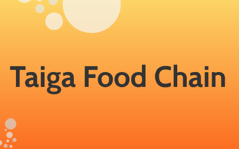 Taiga Food Chain by Morgan Koenig on Prezi