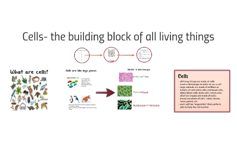 Cells- the building block of all living things by Kristen Smith on Prezi