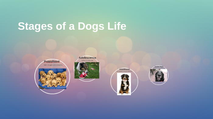Stages of a Dogs Life by Lorri Martin on Prezi