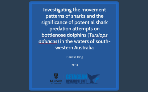 Investigating the movement patterns of sharks and the signif by Carissa ...