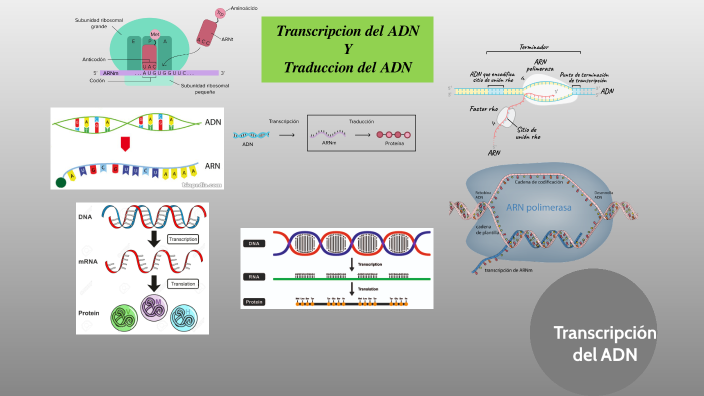 Transcripcion del ADN by Joaquin Salvador Natale Ferreyra on Prezi