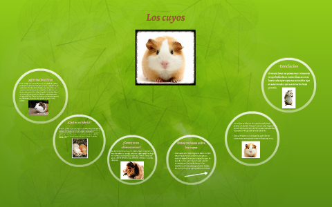 Los cuyos by Fatima Pena on Prezi