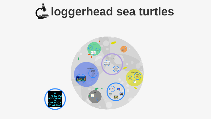 loggerhead sea turtles by Teresa George on Prezi