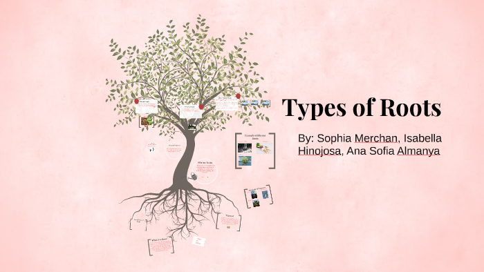 Types of Roots by sophia merchan on Prezi