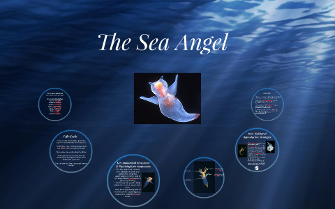 The Sea Angel by Laura Nakamura on Prezi