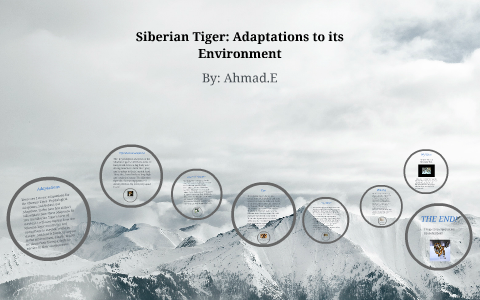 Siberian Tiger: Adaptation To Environment by Ahmad El-Zein on Prezi