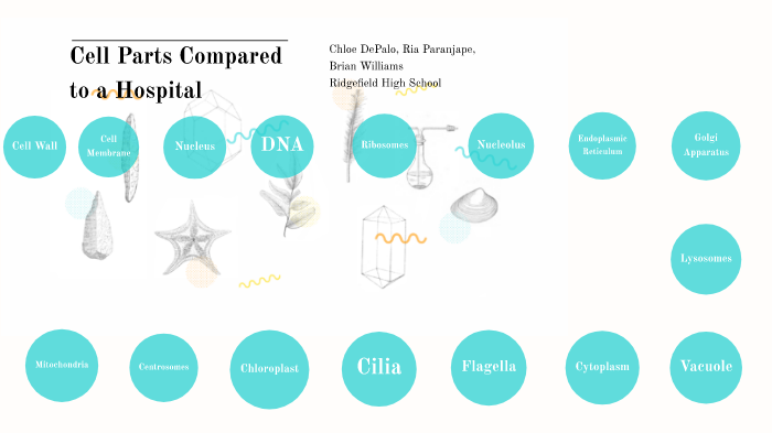 Cell Parts Comparison- Hospital by Ria Paranjape on Prezi