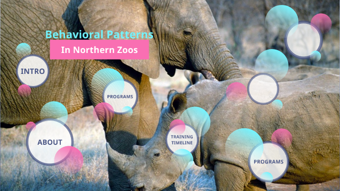 Behavioral patterns in a Northern Zoo by Lucina Hawke on Prezi