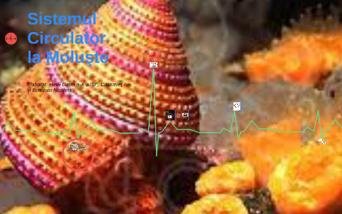 Sistemul Circulator la Moluşte by Nelu Castravet on Prezi