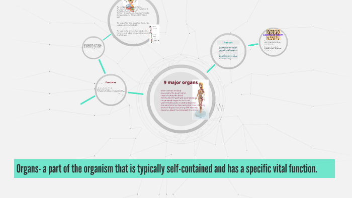 Organs and skeletal system by Alysa Baird on Prezi