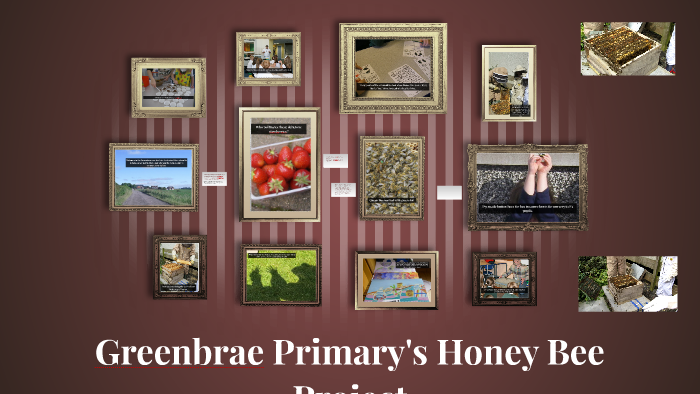 Welcome to Greenbrae Primary's whole school Honey Bee Project. by ...