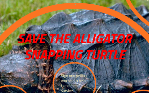 SAVE THE ALLIGATOR SNAPPING TURTLE by max wagner on Prezi