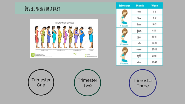Baby development Madisyn Cooper by Madisyn Cooper on Prezi