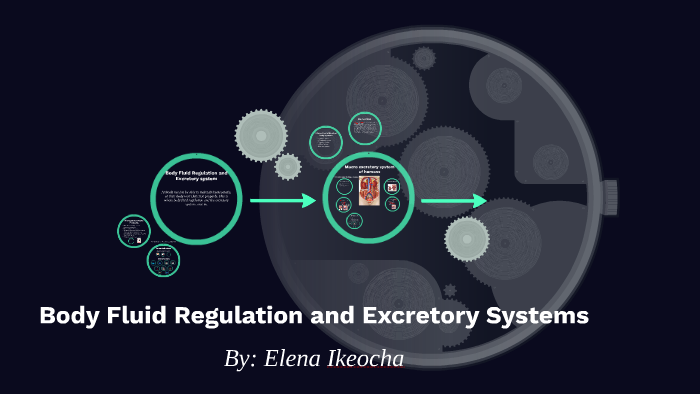 Body Fluid Regulation and Excretory Systems by Elena I. on Prezi