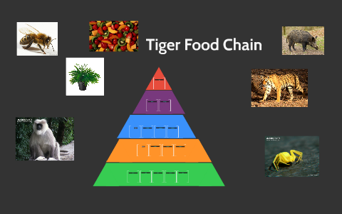 Tiger Life Cycle by Student 2B on Prezi