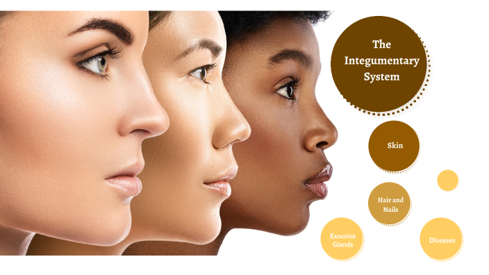 The Integumentary System by Kasey Darnell on Prezi