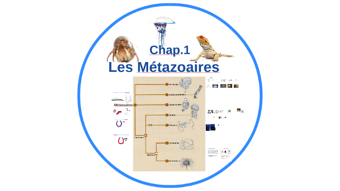 Zoo1 Chap.1 Métazoaires by Arnaud VH on Prezi