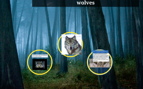 wolves howl to protect territories and to communicate. by on Prezi