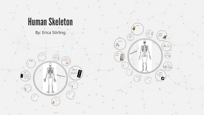 Human Skeleton by Erica Stirling on Prezi