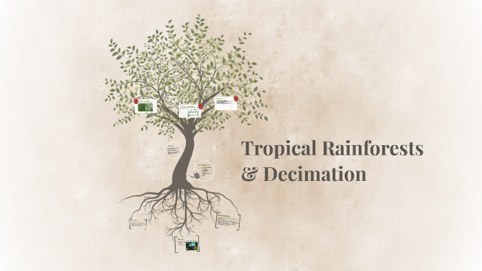Tropical Rainforests & Decimation by Kayla Berube on Prezi