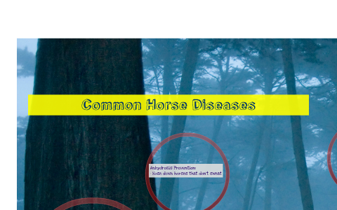 Common Horse Dieseases by Maddi Hunter on Prezi