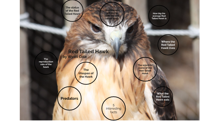 Red Tailed Hawk by w cole on Prezi