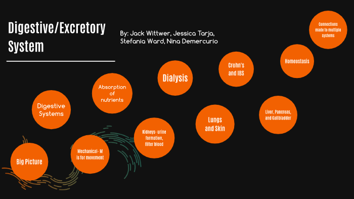 Digestive/Excretory System by Jessica Tarja on Prezi