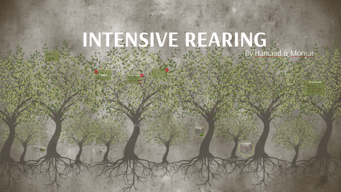 Intensive Rearing by Monjur Ahmed