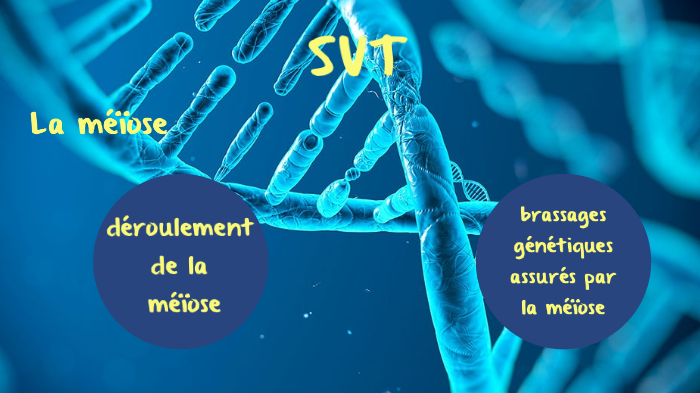 Svt La Méïose By Fiches Cours Terminale On Prezi