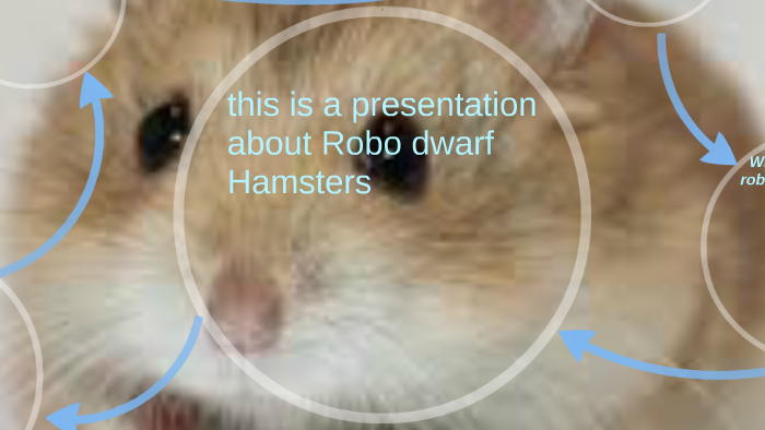 ROBO DWARF HAMSTER by aiden drogsvold on Prezi