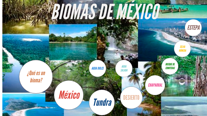 Biomas de México by Paola Rodriguez on Prezi