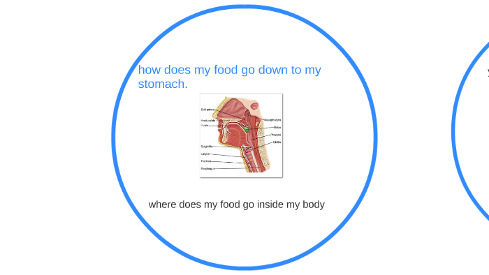 how does my food go down to my by Claire Ineson on Prezi