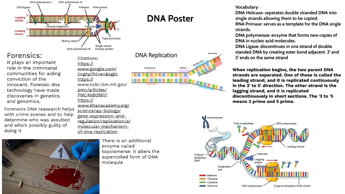 DNA Poster by Alyssa Lopez on Prezi
