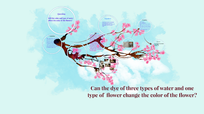 Can the dye of three types of water and one type of flower change the ...