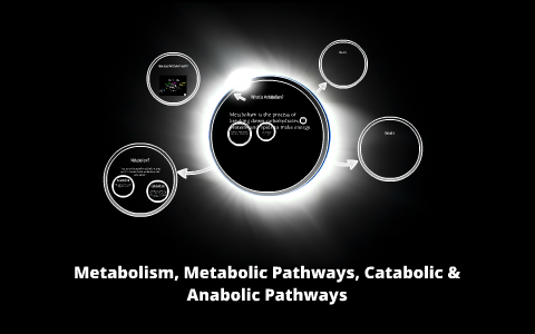 Metabolism, Metabolic Pathways, Catabolic & Anabolic Pathway by Chelsea ...