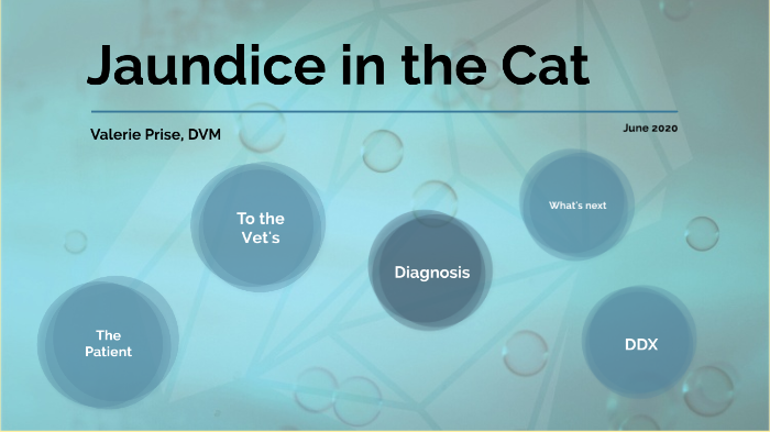 Jaundice in the Cat by Valerie Prise on Prezi
