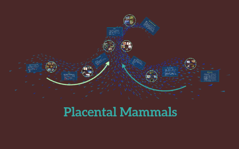 Placental Mammals by Giselle Moncayo on Prezi