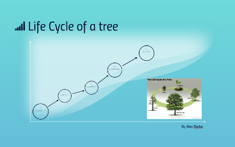 Life Cycle of a tree by Alexander Barbe on Prezi
